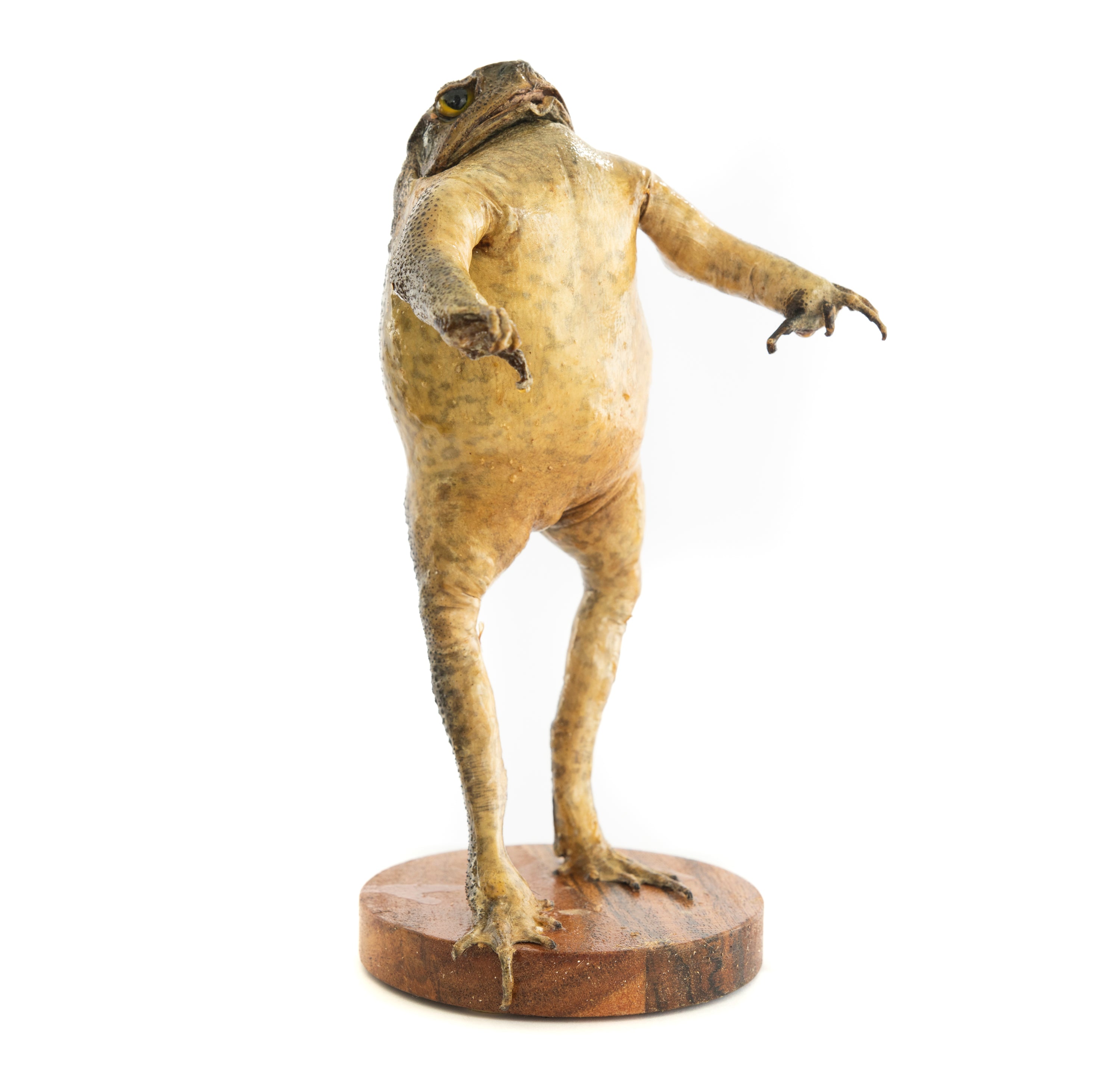 Genuine Taxidermy Cane Toad – Crocodile Darwin