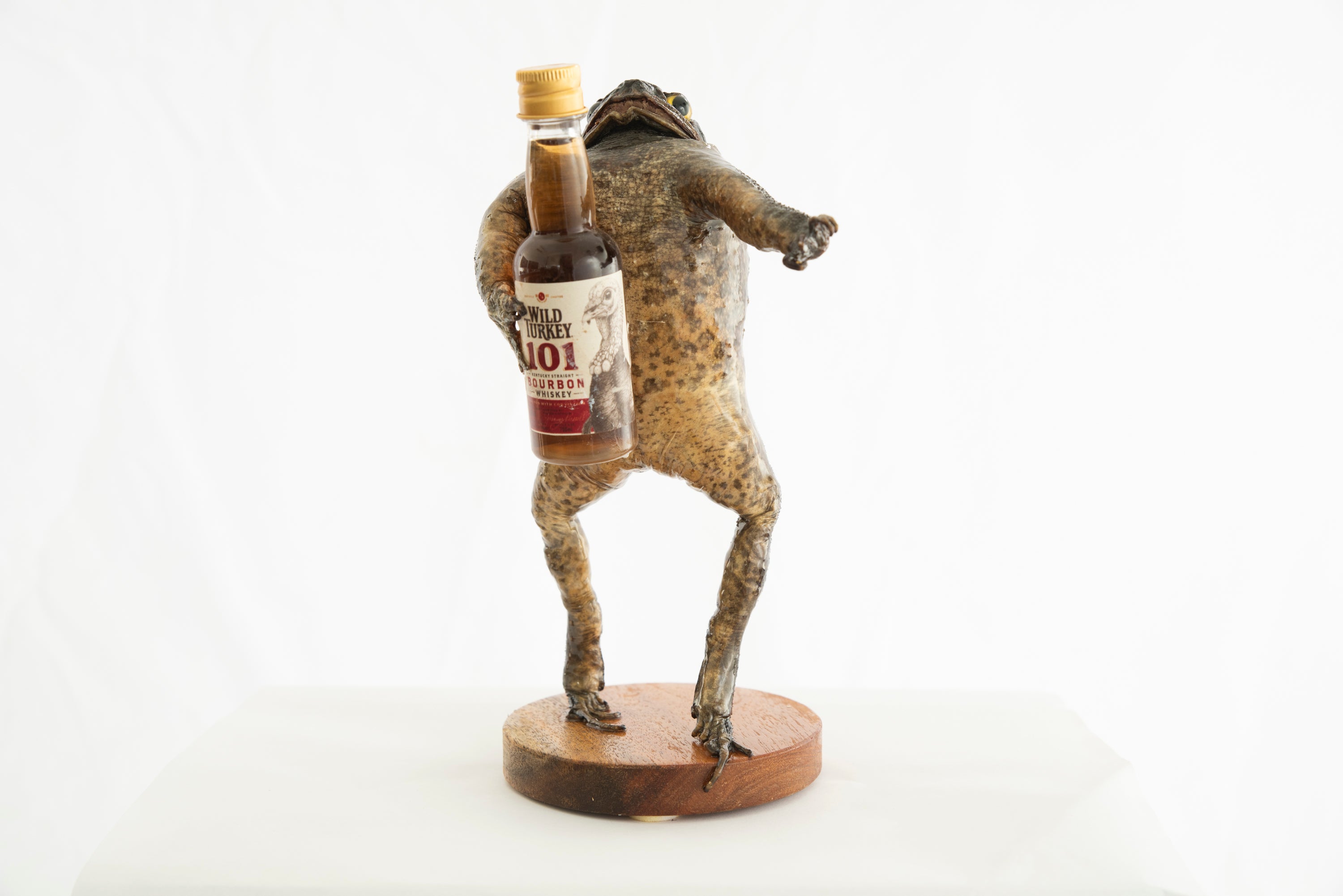 Genuine Taxidermy Cane Toad – Crocodile Darwin