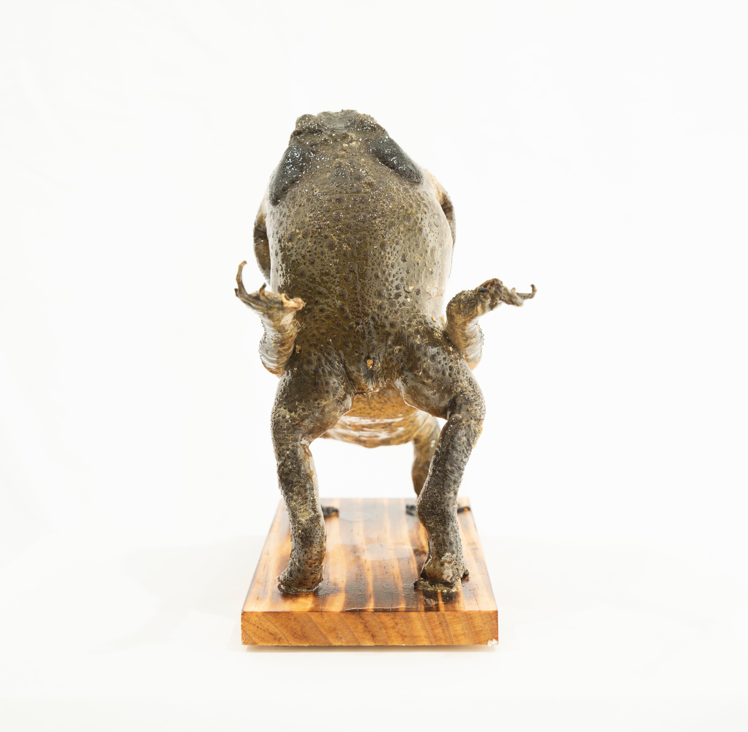 Genuine Taxidermy Cane Toad – Crocodile Darwin
