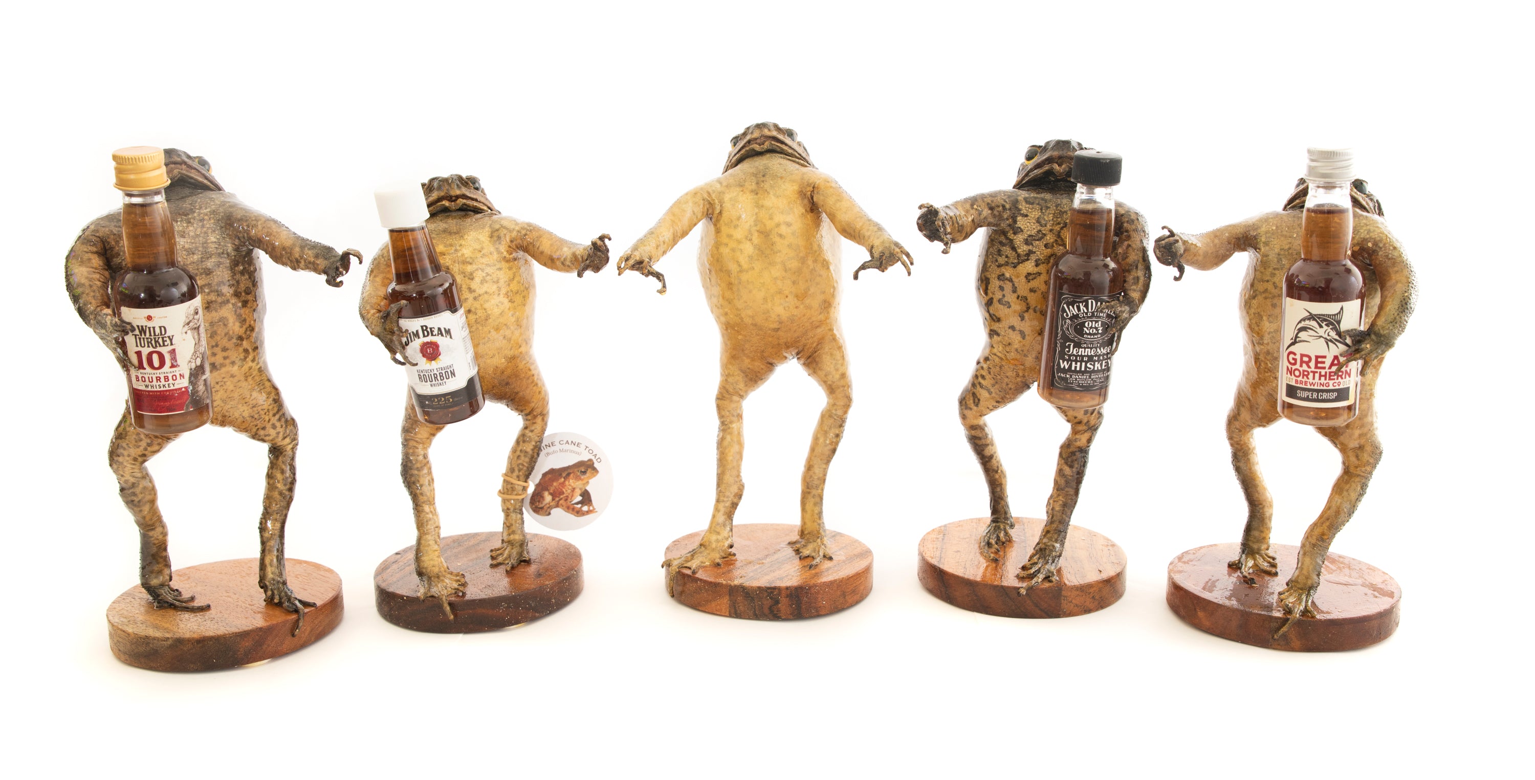 Genuine Taxidermy Cane Toad – Crocodile Darwin