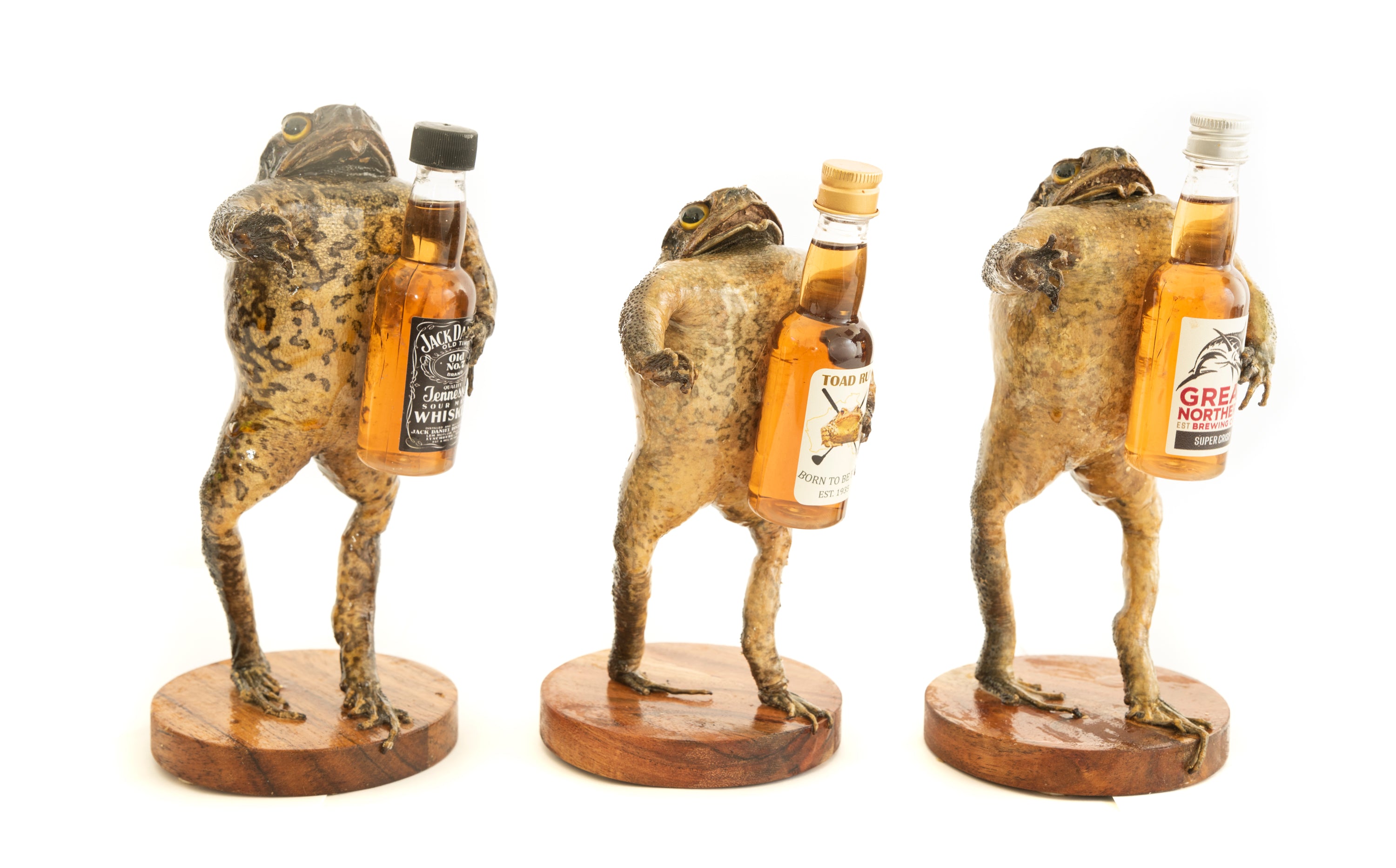 Genuine Taxidermy Cane Toad – Crocodile Darwin