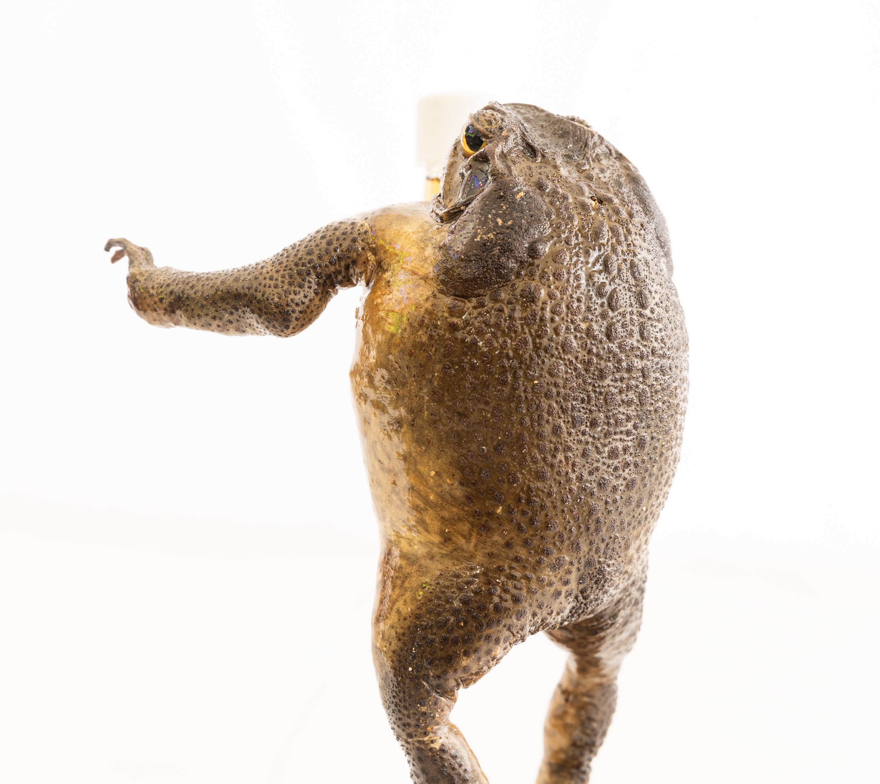 Genuine Taxidermy Cane Toad – Crocodile Darwin