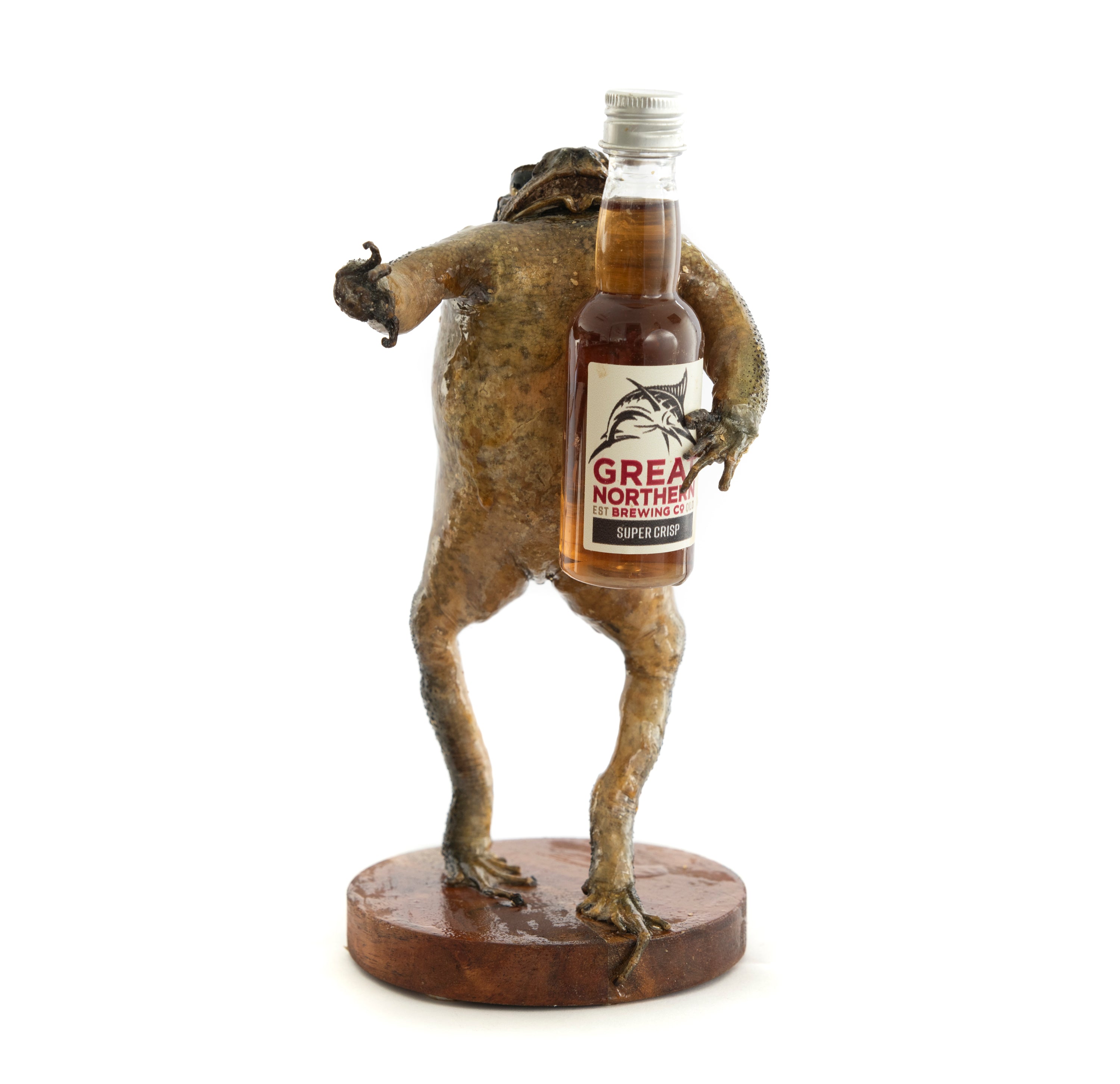 Genuine Taxidermy Cane Toad – Crocodile Darwin