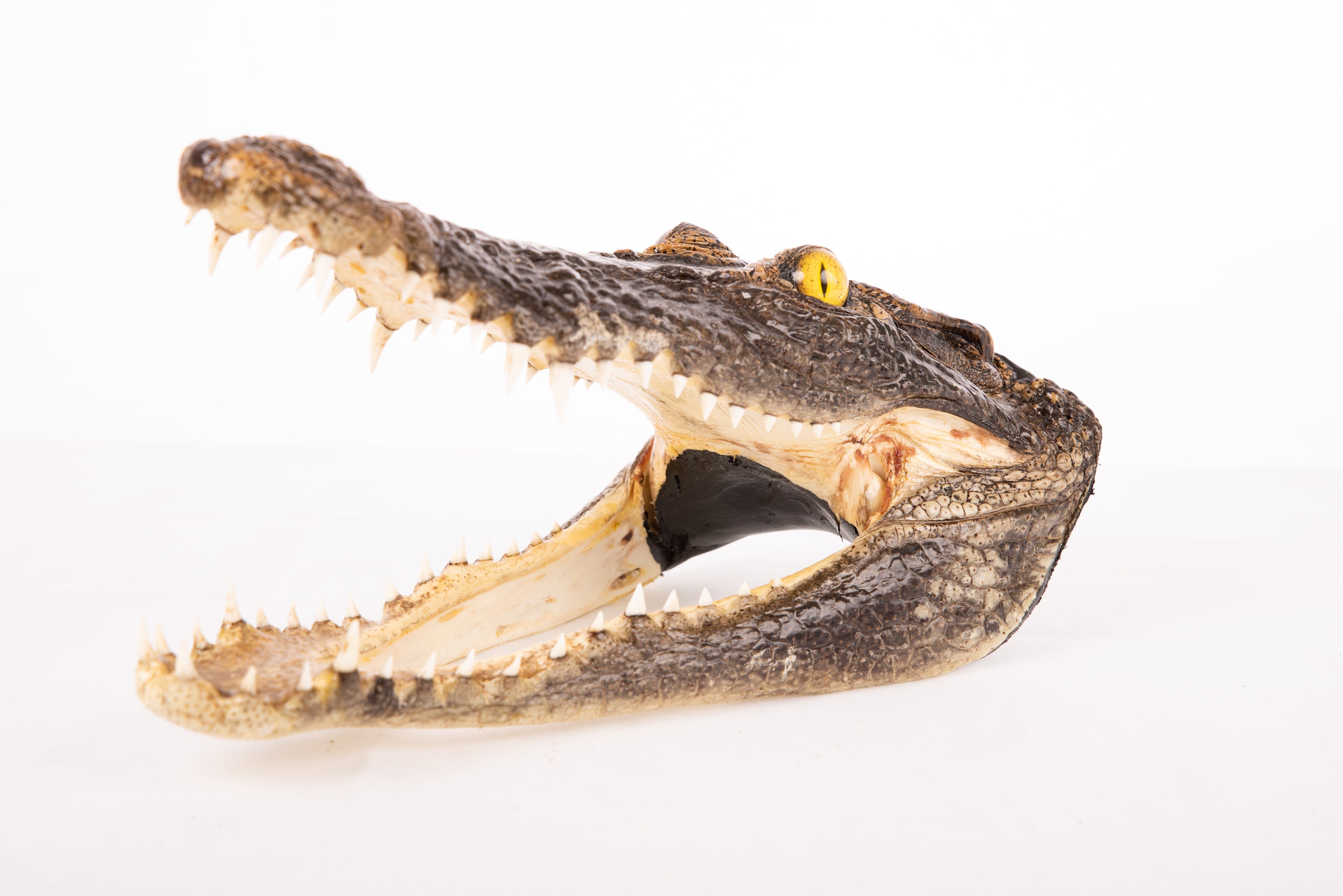 Crocodile Head Taxidermy – Crocodile Darwin