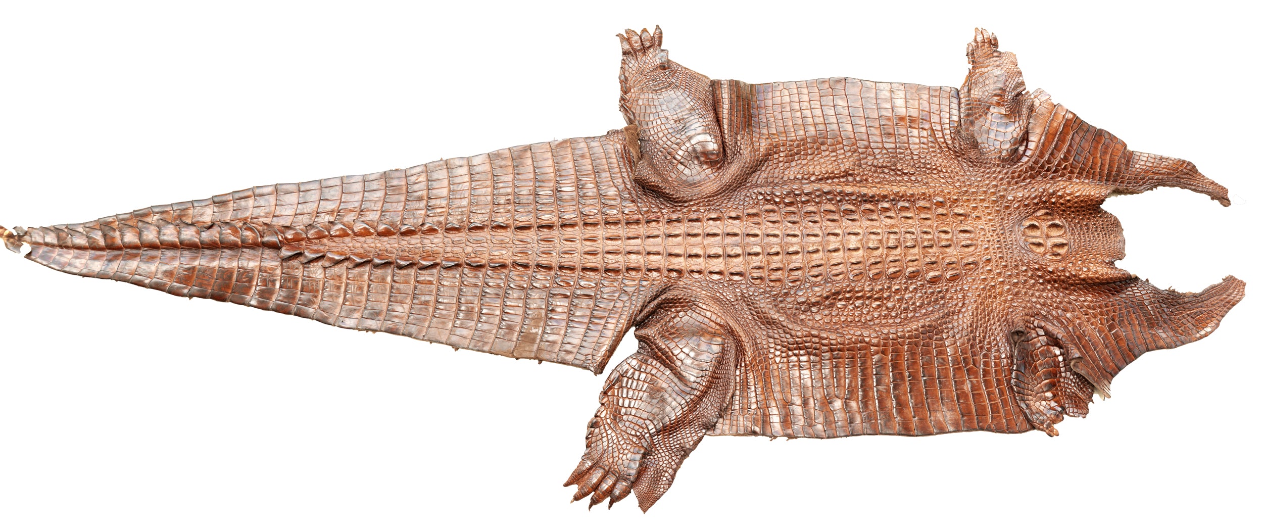 Crocodile Skin Taxidermy – Crocodile Darwin