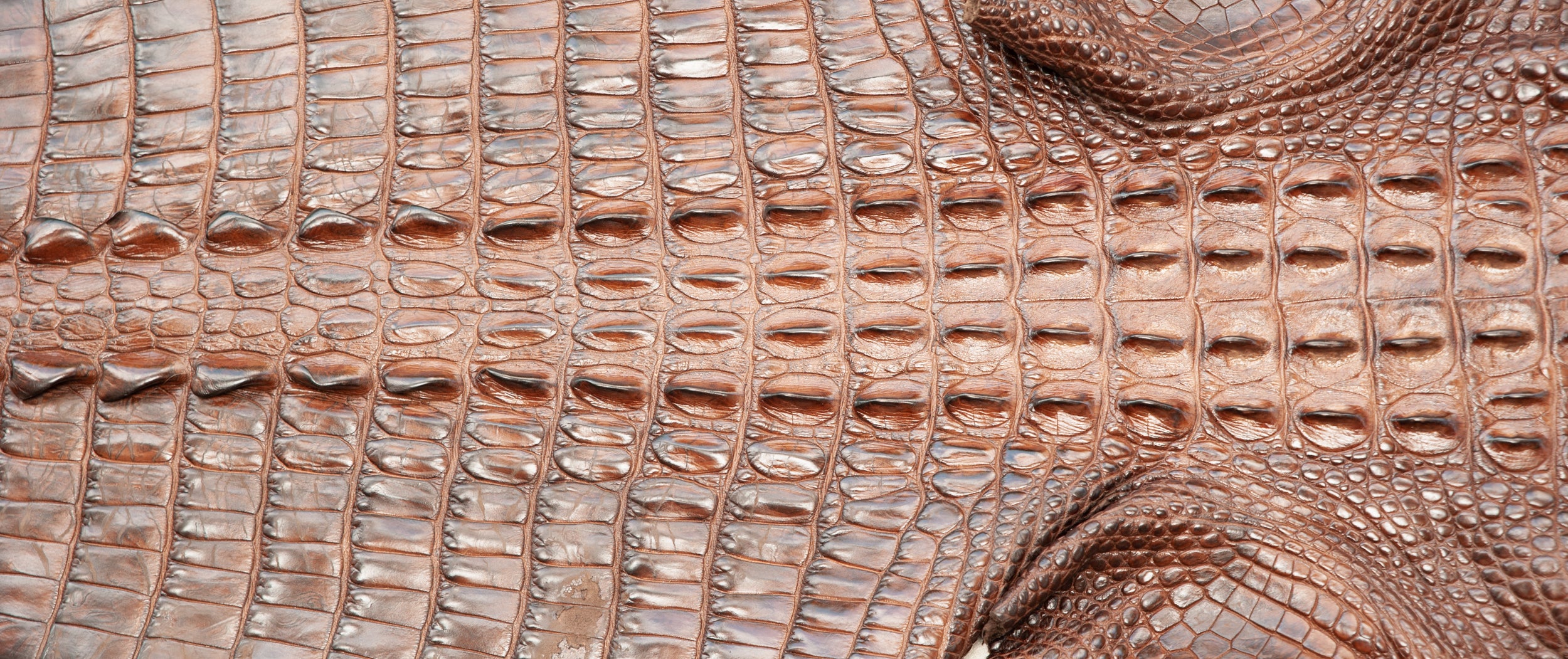 Crocodile Skin Taxidermy – Crocodile Darwin