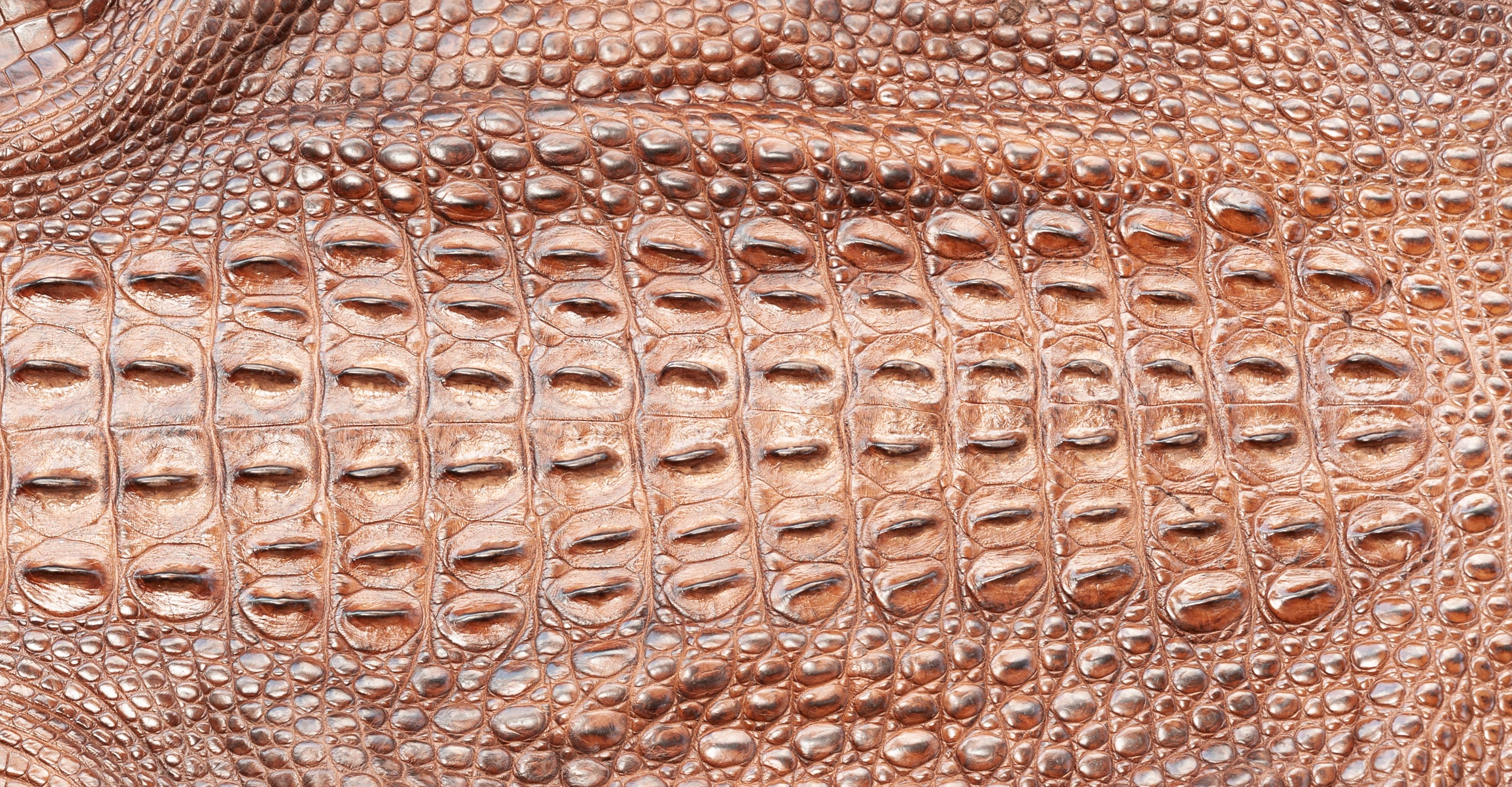 Crocodile Skin Taxidermy – Crocodile Darwin