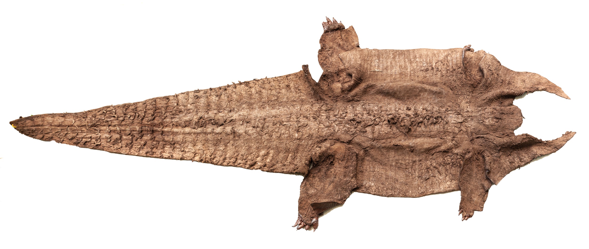 Crocodile Skin Taxidermy – Crocodile Darwin