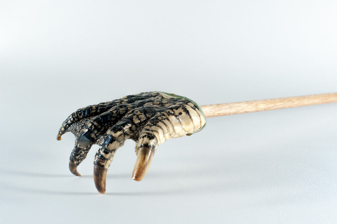 Crocodile Claw Backscratcher – Crocodile Darwin