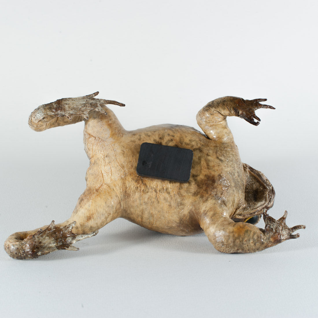 Genuine Taxidermy Cane Toad Fridge Magnet – Crocodile Darwin