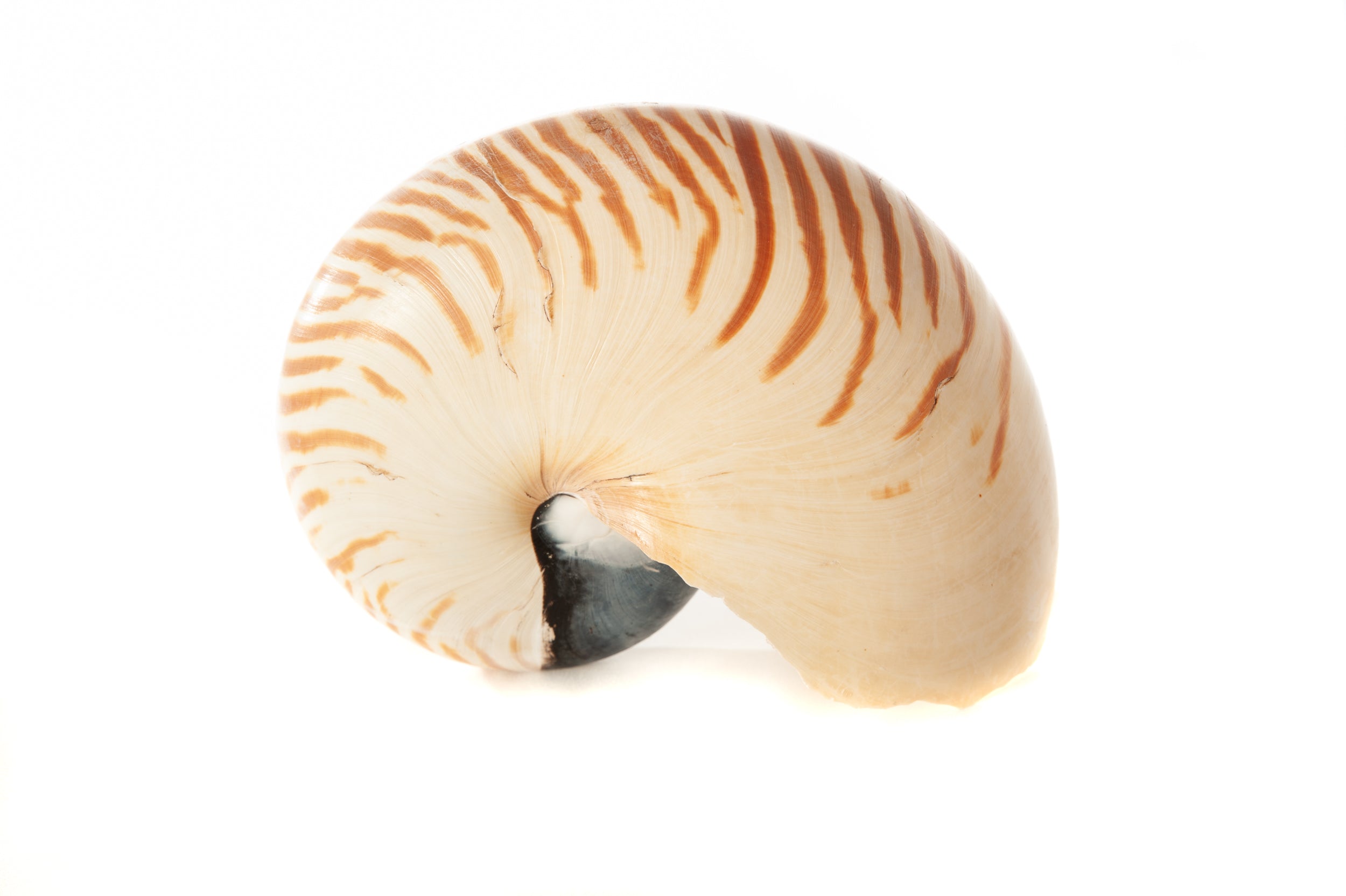 Nautilus Shell – Crocodile Darwin