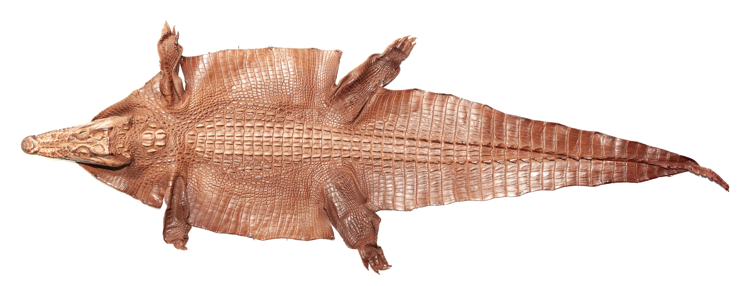 Crocodile Skin Taxidermy – Crocodile Darwin