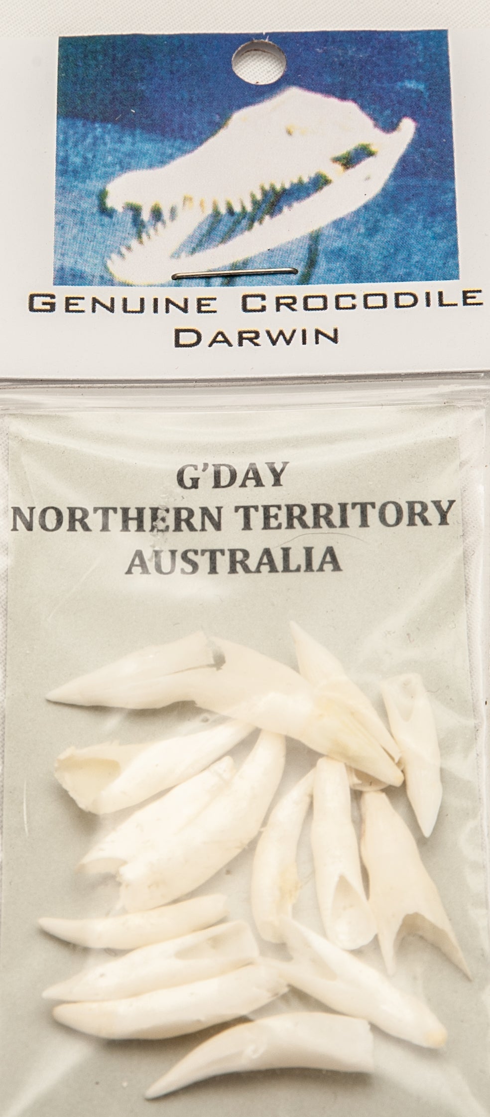 Australian Saltwater Crocodile Tooth – Crocodile Darwin